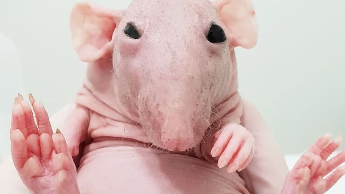 El ADN de las ratas calvas revela un mecanismo genético que podría ...