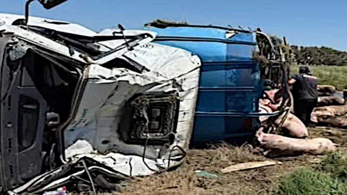 Un camión que llevaba cerdos volcó en Chacabuco y los vecinos se robaron a los animales | Perfil