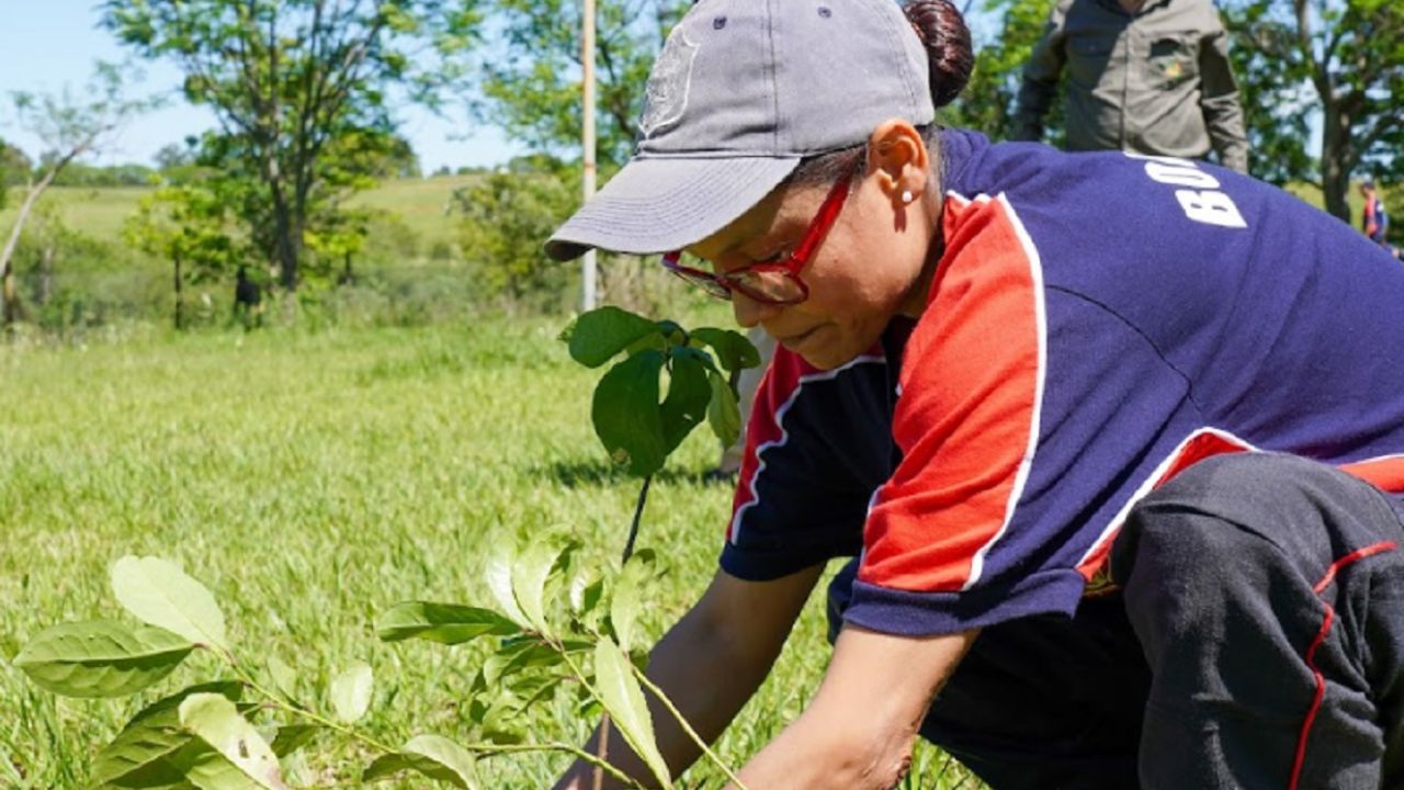 Misiones plantó 100.000 árboles nativos para restaurar un ecosistema ...