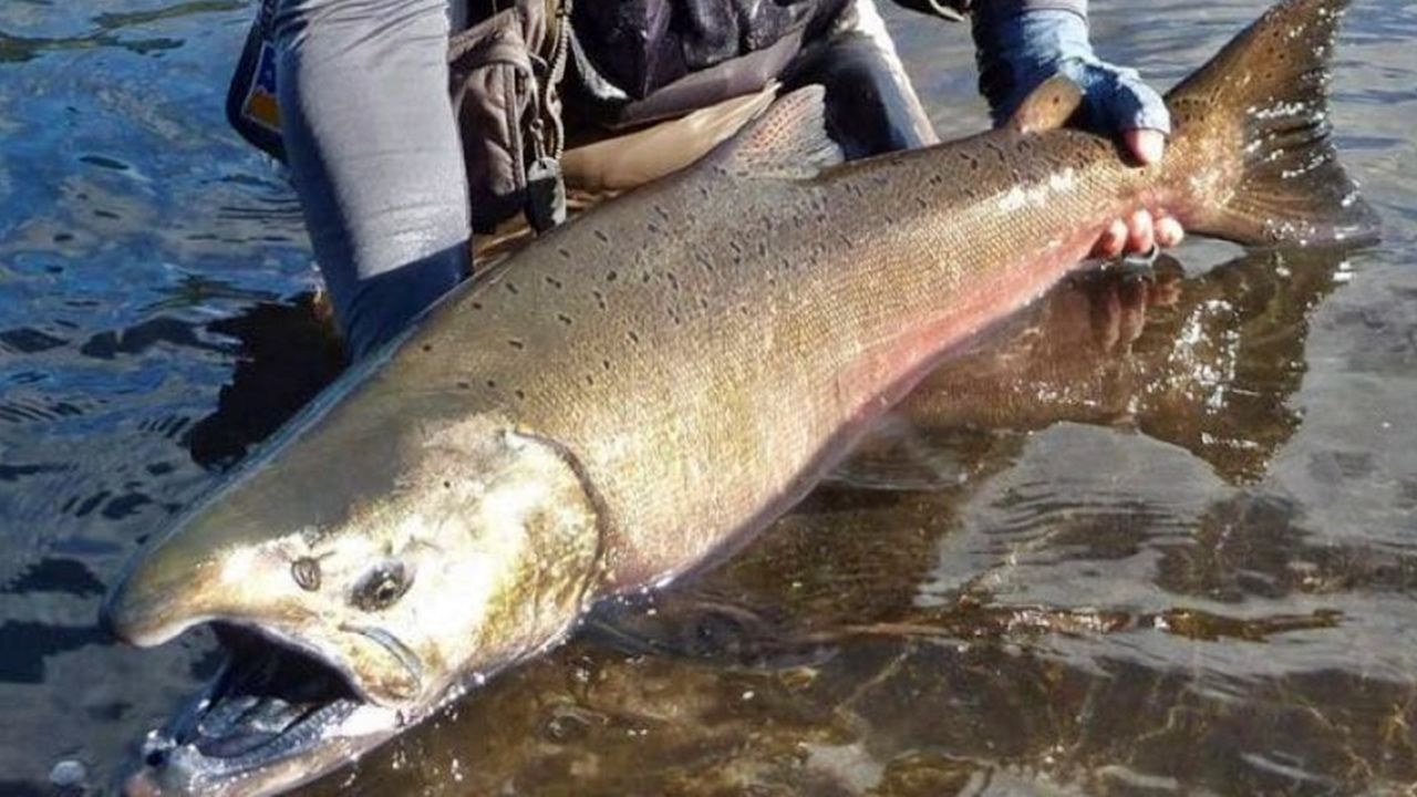 Es ley: el salmón Chinook fue declarado especie invasora | Weekend