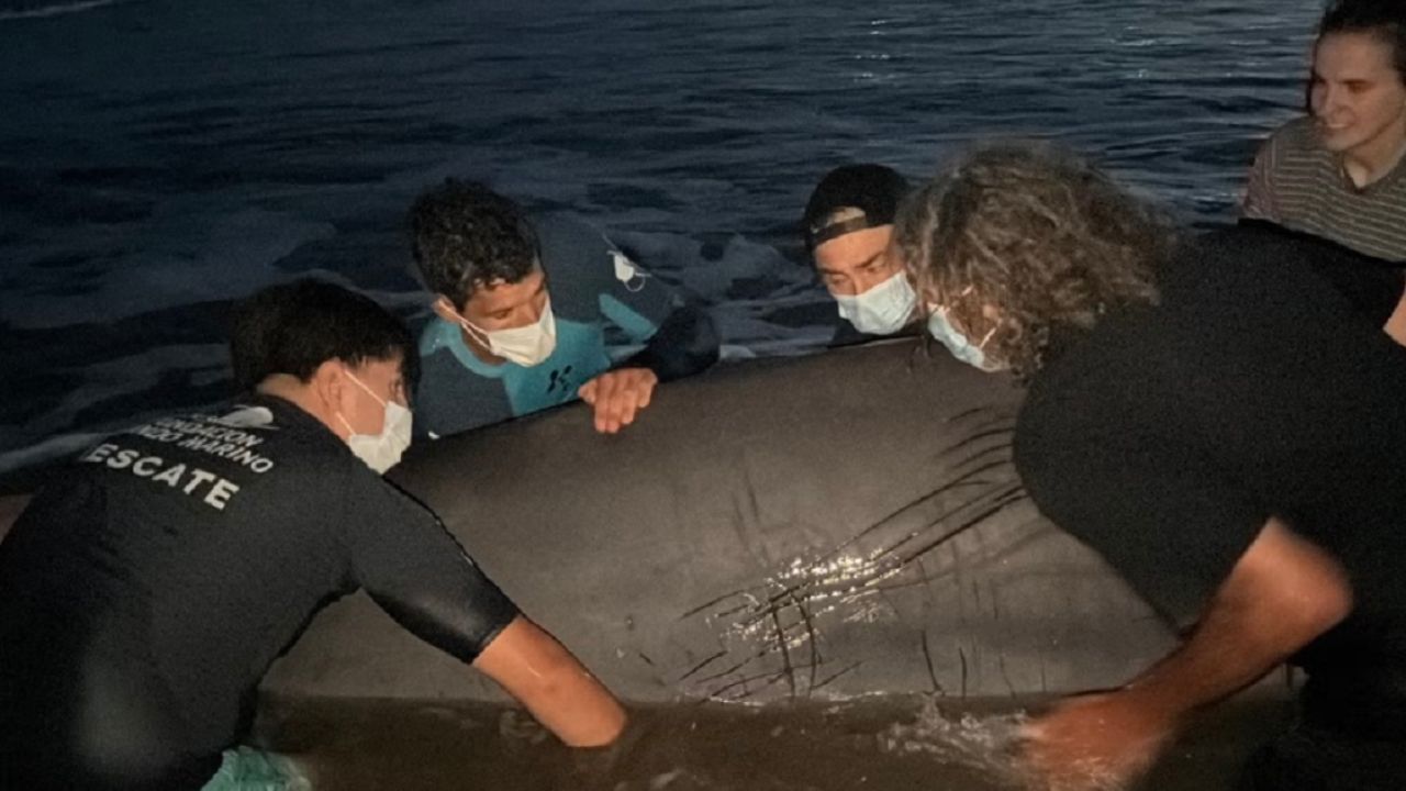 Así fue el intenso operativo para salvar a un extraño cetáceo varado en ...