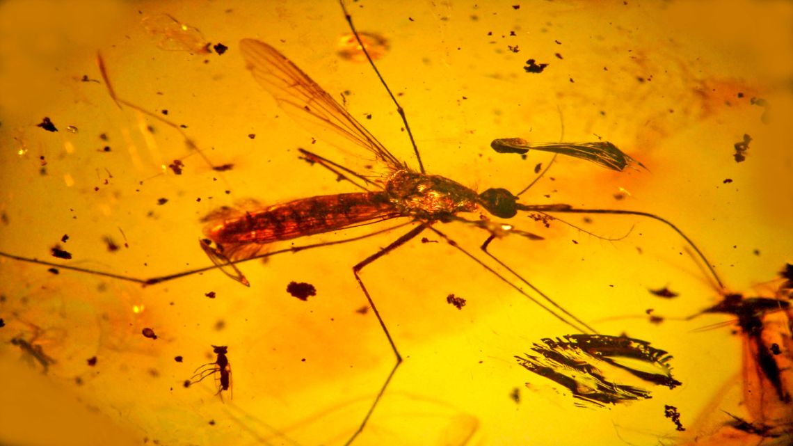 La ciencia le da la razón a Jurassic Park: los mosquitos conservan ADN ...