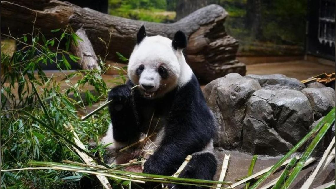 Japón se queda sin pandas tras 54 años: los últimos ejemplares ...