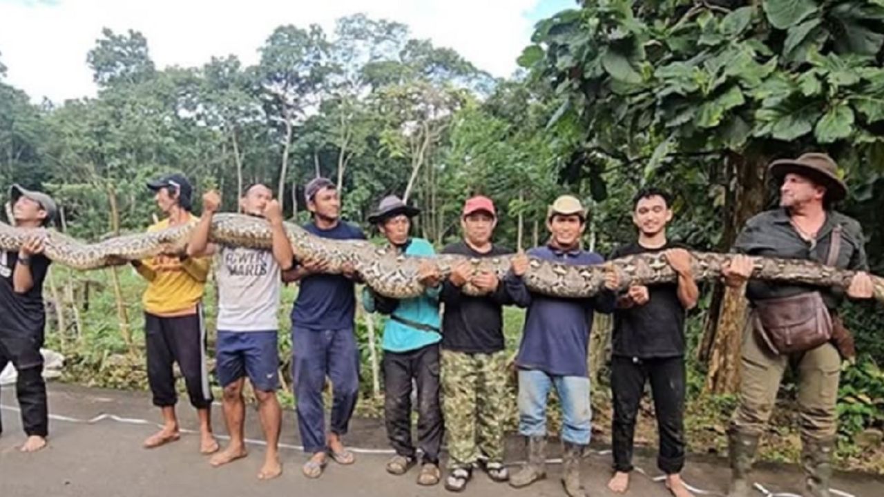 Te presentamos a la serpiente salvaje más larga del mundo encontrada en ...