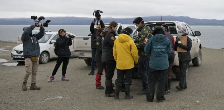 Researchers collect rodents near Ushuaia for hantavirus tests | Buenos ...