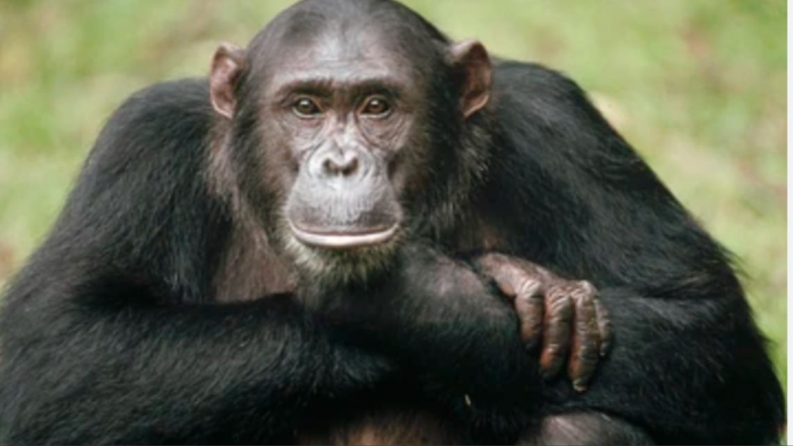 Estudio revela que los chimpancés tienen círculos de amigos como los ...