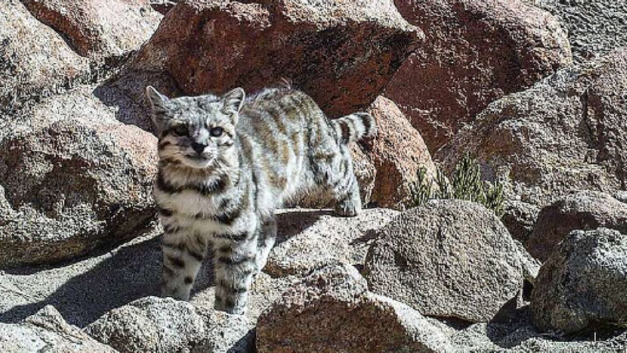 ¿Cómo es el plan para para rescatar al felino más amenazado de América ...